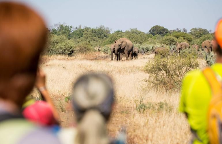 The Greater Mapungubwe Transfrontier Conservation Area – Zimbabwe A ...